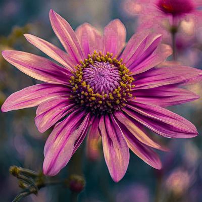 Restful Flower - Wind of Nature | Album | AllMusic