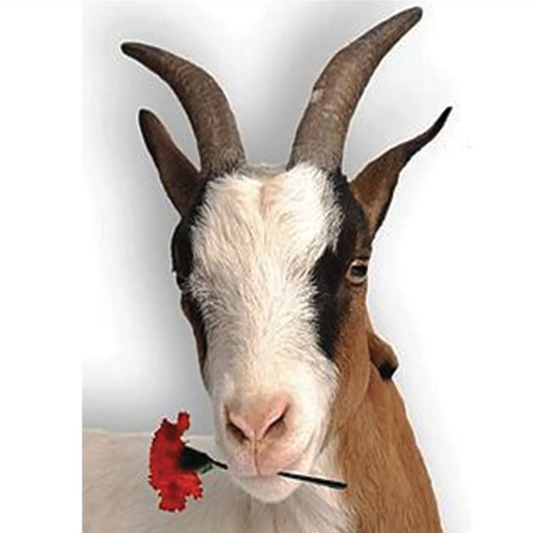 Tình Người Duyên Dê - Jank | Album | AllMusic