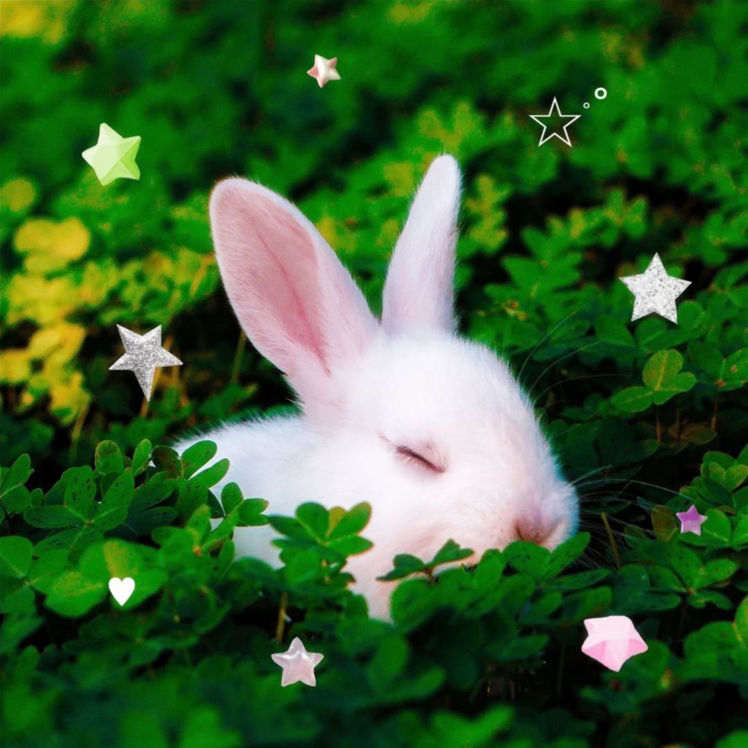 I Don't Care - Han All, Saevom | Album | AllMusic