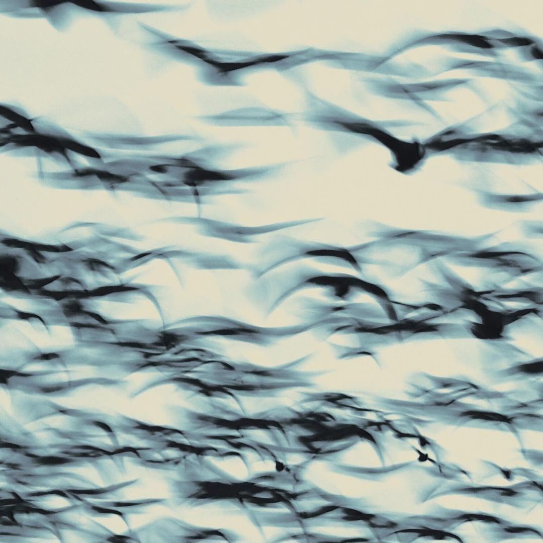 The Call - Bellbird | Album | AllMusic