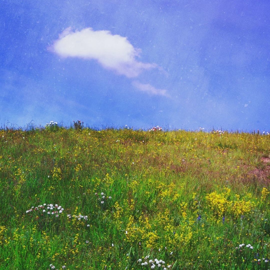 잔잔히 부는 여름 [Gently Blowing Summer... | AllMusic